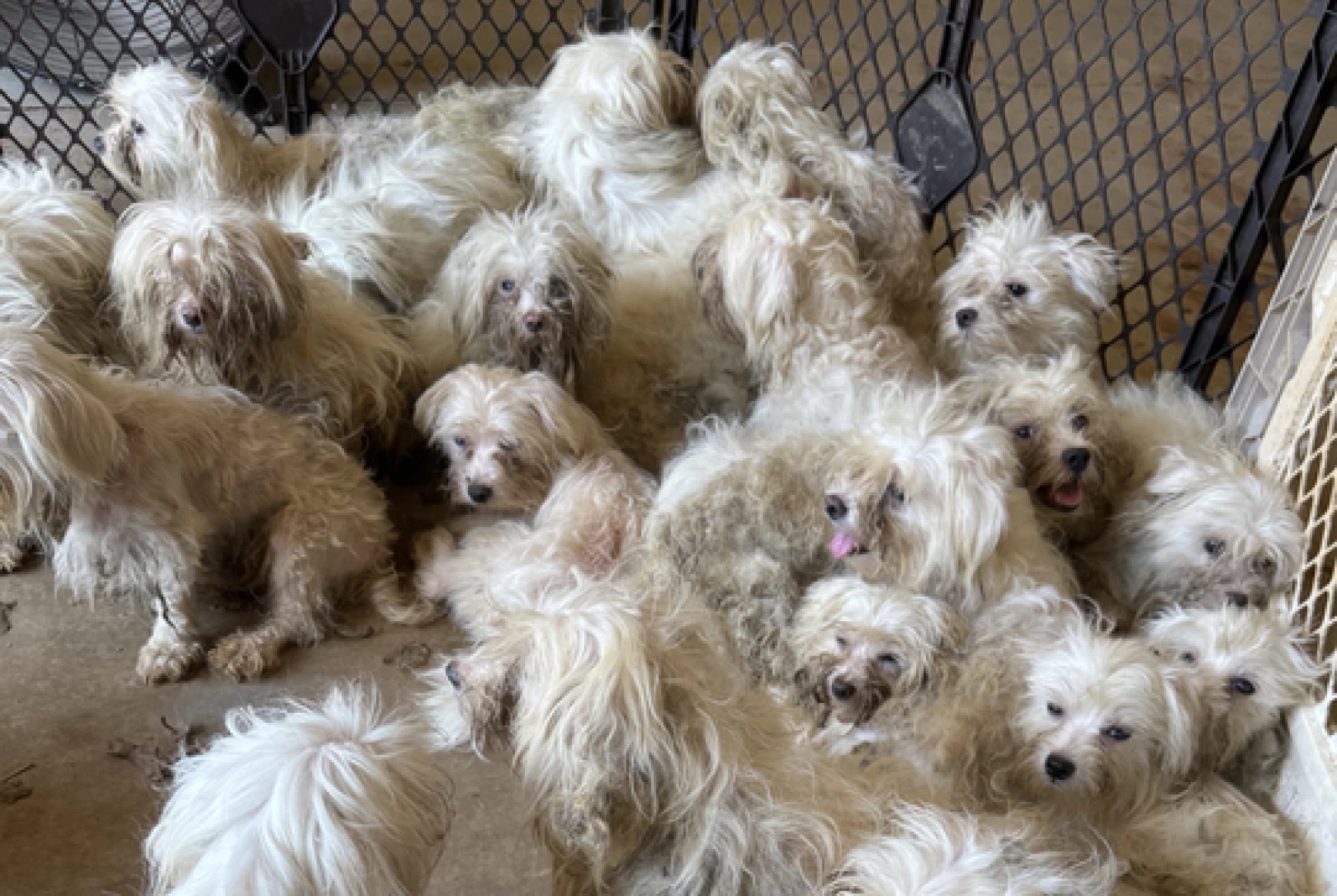 Animal Rescue Teams Seize Dozens of Dogs from Add Love Pets in Stroud Over Horrific Conditions ...